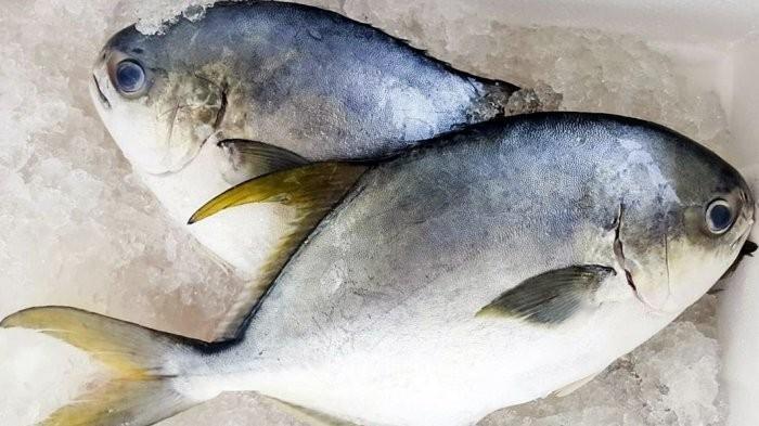 Berikut Ciri-ciri Ikan yang Mengandung Formalin - Blog TribunJualBeli.com Berikut Ciri-ciri Ikan yang Mengandung Formalin - Blog TribunJualBeli.com